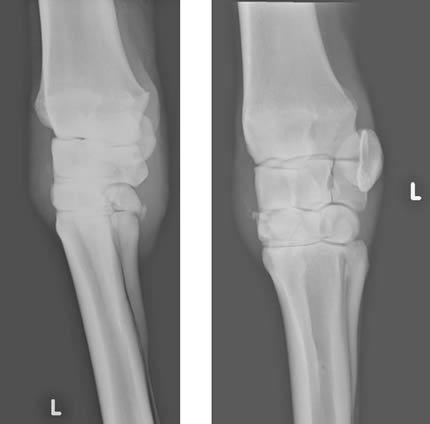 July 2012, Large animal case | OrthoVetSuperSite