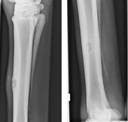 October 2011, Large Animals Case | OrthoVetSuperSite