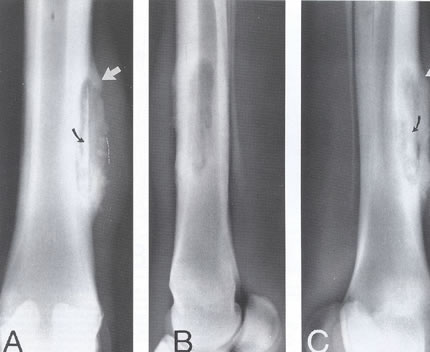 October 2011, Large Animals Case | OrthoVetSuperSite